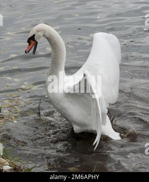 mute swan (Cygnus olor), attacks Stock Photo - Alamy