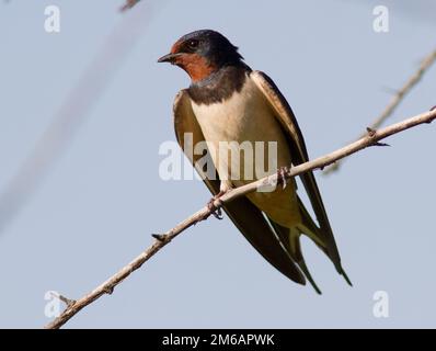 A Tree swallow sitting on the tree branch on a sunny day - Tachycineta ...