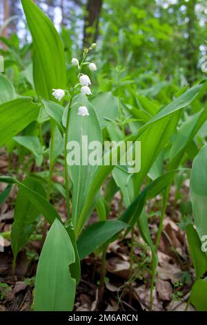 Blooming Lily of the valley Stock Photo - Alamy