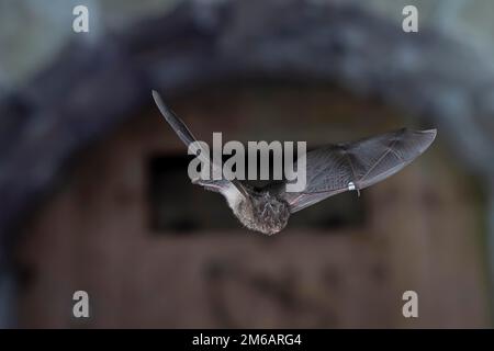 The western barbastelle, barbastelle or barbastelle bat (Barbastella barbastellus) hibernating ...