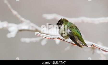 feather ice on twig Stock Photo - Alamy