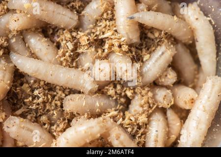 Macro maggots in a container, fish bait fishing Stock Photo - Alamy