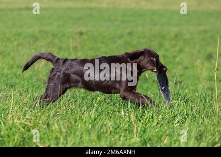 Hunting dog at work Stock Photo - Alamy