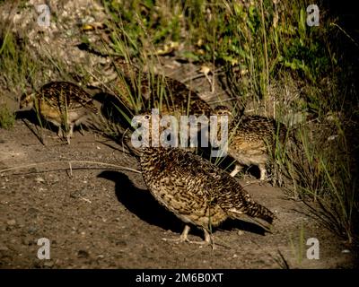 Canada Grouse (Falcipennis canadensis), female, Cap Breton Highlands ...