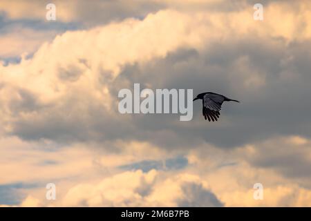 Stonehenge - June 02 2022: Beautiful Raven flying over the ancient ...