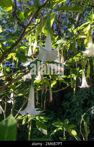 White angels trumpet on blurred green leaves background. Warm light bokeh Stock Photo - Alamy