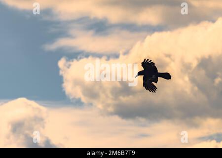 Stonehenge - June 02 2022: Beautiful Raven flying over the ancient ...