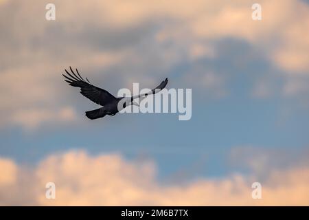 Stonehenge - June 02 2022: Beautiful Raven flying over the ancient ...