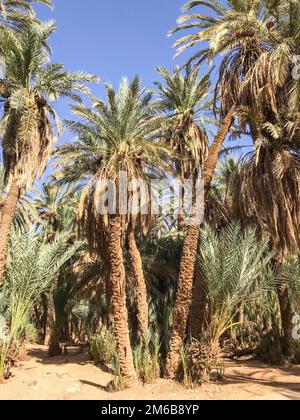 Morocco, Akka, Palm grove Stock Photo - Alamy