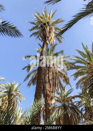 Morocco, Akka, Palm grove Stock Photo - Alamy