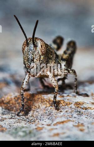 Small locust larvae Stock Photo - Alamy