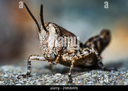 Small locust larvae Stock Photo - Alamy