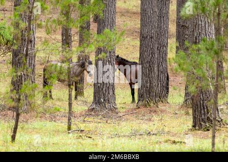 A beautiful shot of horses seen through the trees in the forest Stock ...