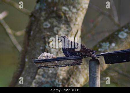 A Common starling bird eating fatballs in a bird feeder on a tree ...