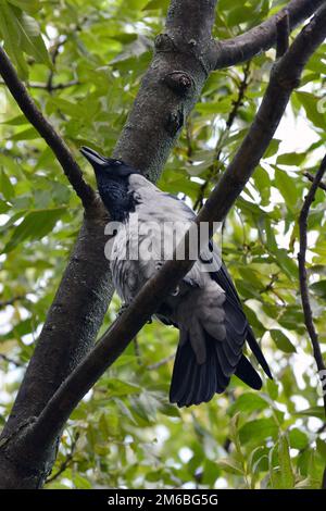 hooded crow, hoodie, grey crow, Corneille mantelée, Corvus cornix ...
