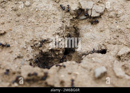 Anthill in the soil Stock Photo - Alamy
