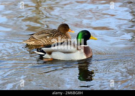mallard, Stockente, Canard colvert, tőkés réce vagy vadkacsa, Anas ...