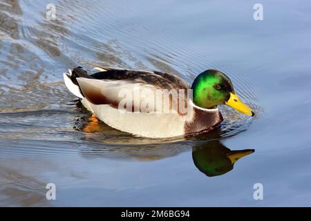 mallard, Stockente, Canard colvert, tőkés réce vagy vadkacsa, Anas ...