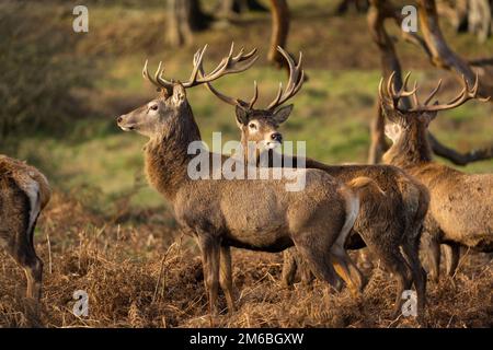 Red Deer in Estate Park Stock Photo - Alamy