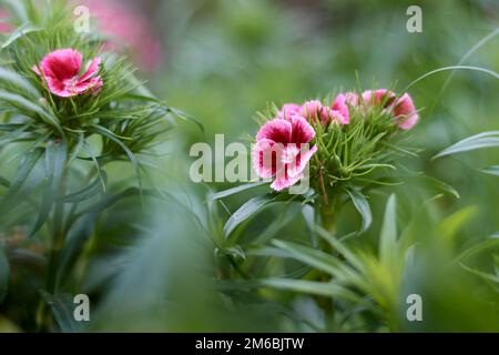 Horizontal shot of beautiful Sweet William (Dianthus Barbatus) flowers ...
