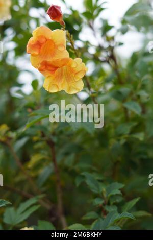The fragile blossoming, orange Trumpet vines Stock Photo - Alamy