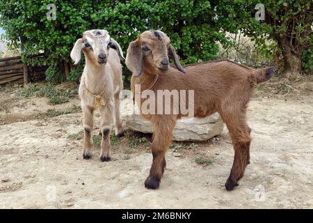 Two white little goats play with each other on the farm. Breeding goats ...