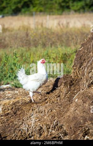 Closeup on a laying hen perched freely in a lush green paddock Stock ...