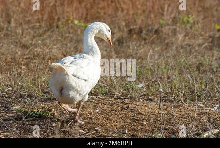 flock of duck roam freely in a lush green paddock of an organic ...