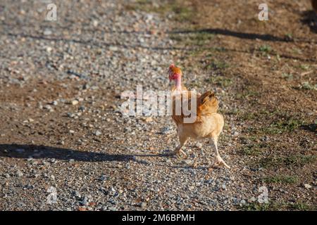 Closeup on chicken running freely in a lush green paddock Stock Photo ...