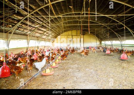 Organic capon chicken breeding in their shelters Stock Photo - Alamy