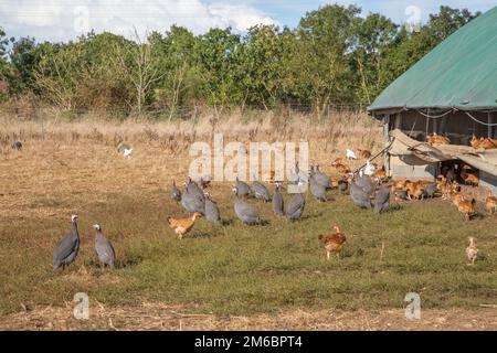 Flock of guinea fowl roaming freely in a lush green paddock of an ...