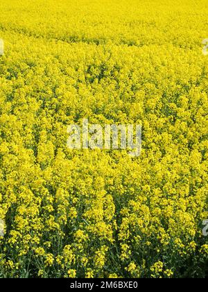 canola field with bright yellow flowers at sunset with clouds in the ...