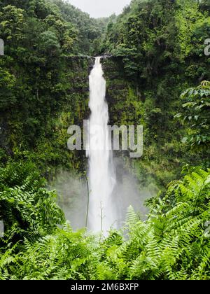 Akaka waterfall in the rainforest jungle of Akaka Falls State Park on ...