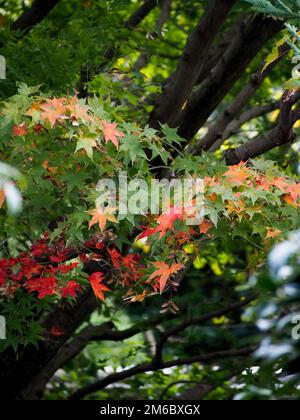 Maple leaves turn orange and red along the ancient Huaihe River in Huai ...