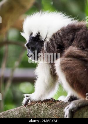 Cute Tamarin cotton-top monkey sitting on a branch Saguinus oedipus ...
