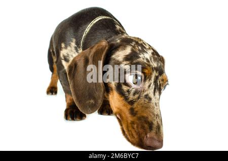 Short marble Dachshund Dog, hunting dog, isolated over white background ...