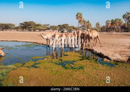 Camels, cows and donkeys drinking water at Kalacha Oasis in Marsabit ...