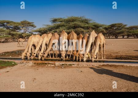 Camels, cows and donkeys drinking water at Kalacha Oasis in Marsabit ...
