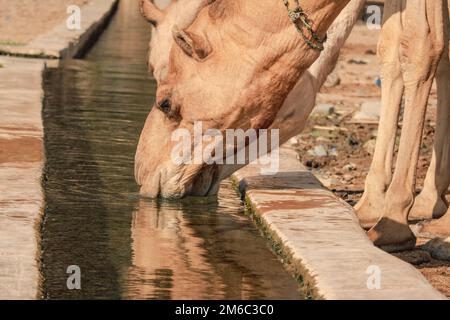 Camels, cows and donkeys drinking water at Kalacha Oasis in Marsabit ...