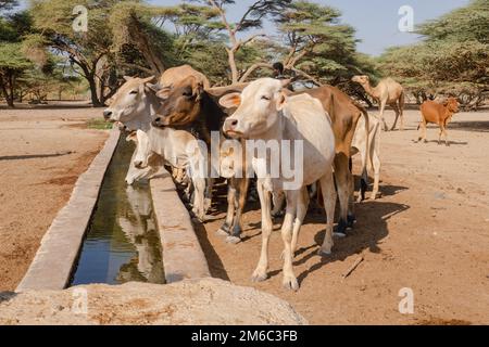 Camels, cows and donkeys drinking water at Kalacha Oasis in Marsabit ...