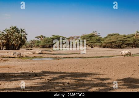 Camels, cows and donkeys drinking water at Kalacha Oasis in Marsabit ...