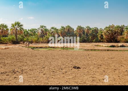 Camels, cows and donkeys drinking water at Kalacha Oasis in Marsabit ...