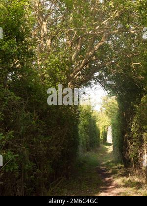a pathway through a meadow with tree archway wonderful journey walking ...