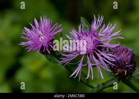 Meadow flake flower Stock Photo - Alamy