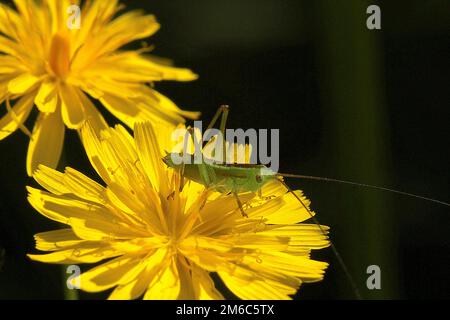 Meadow grasshopper (Conocephalus sp.) on a dandelion flower Stock Photo ...
