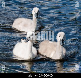 A closeup of a cute white swan swimming in a clean blue lake with ...