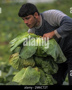 A Palestinian farmer harvests cabbage in a field in Beit Lahiya, in the ...