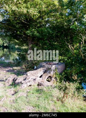 Stump of a chopped down tree Stock Photo - Alamy