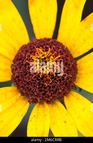 A closeup shot of blooming bright red poppies on a field Stock Photo ...