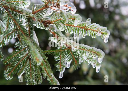Tree branches are covered with a crust of ice after icy rain. Natural disaster Stock Photo - Alamy